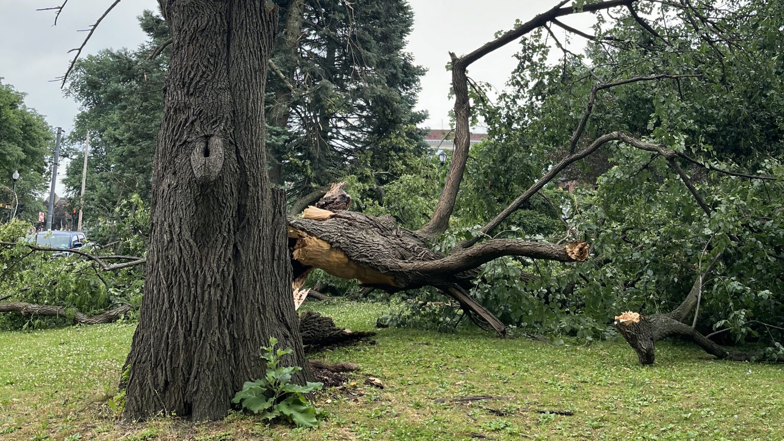 Tree-Damaged Roofs: Upstate NY | Roofing Companies Albany NY